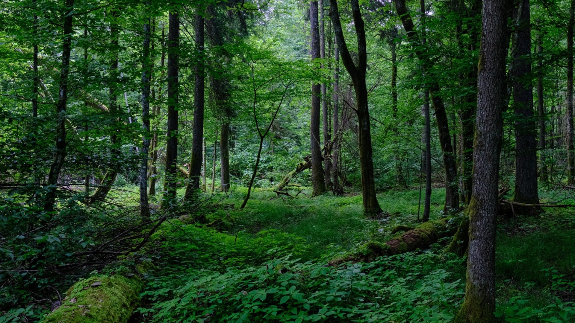 Bliżyńskie Lasy Naturalne – dzikie serce Puszczy Świętokrzyskiej ...